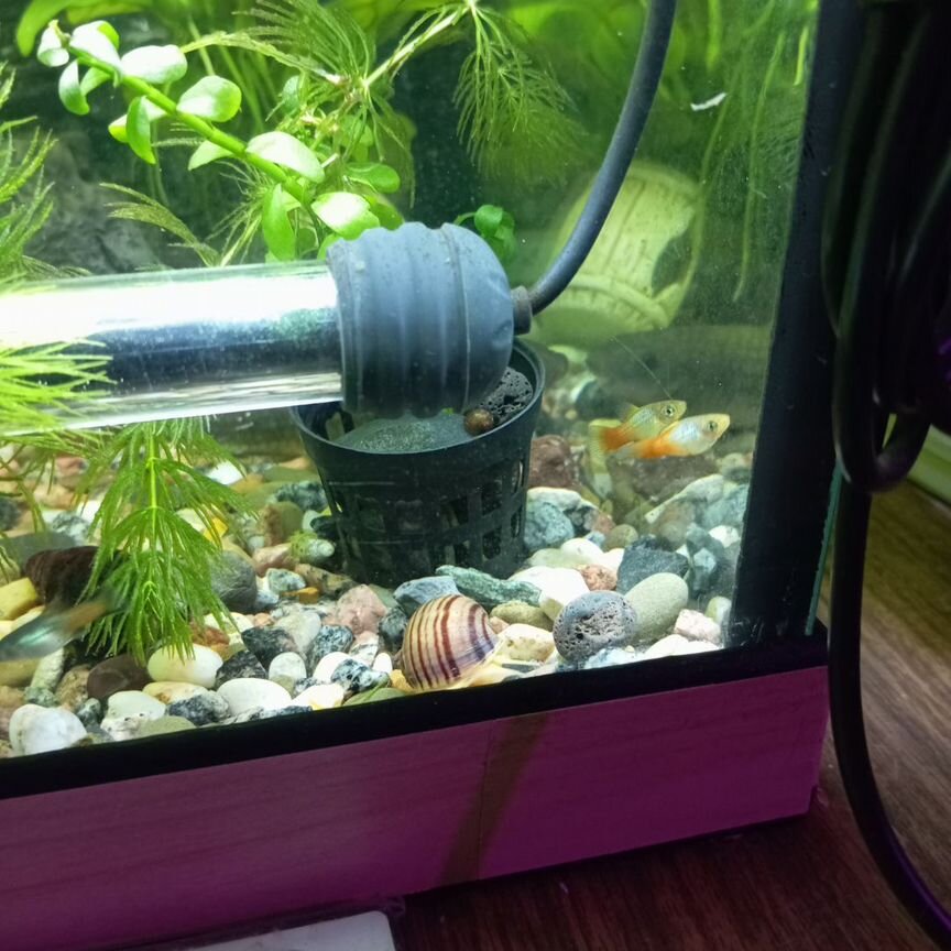 Рыбка Пецилия