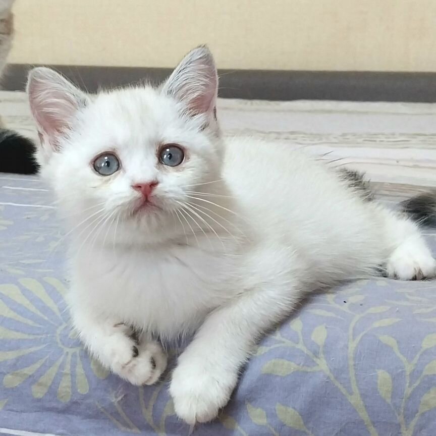 Шотландский прямоухий короткошёрстный котёнок