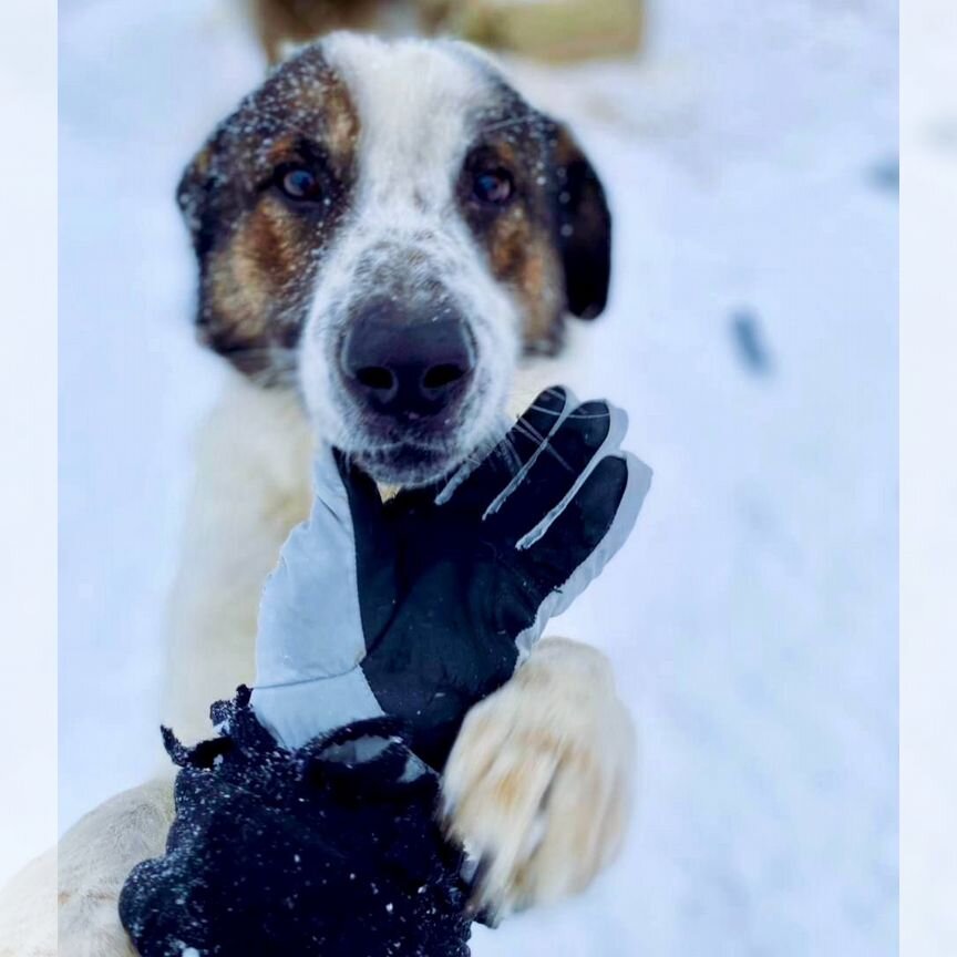 Взрослый пёс в добрые руки