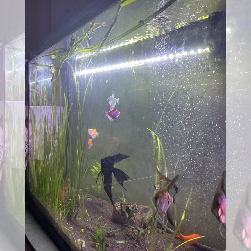 Аквариумное растение. Валлиснерия прямая