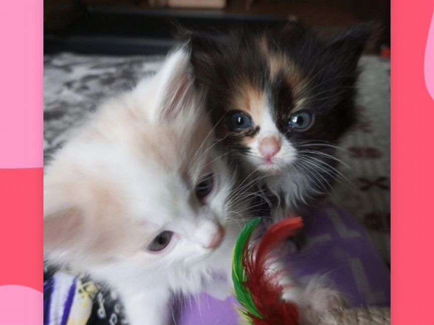 Котята в добрые руки бесплатно
