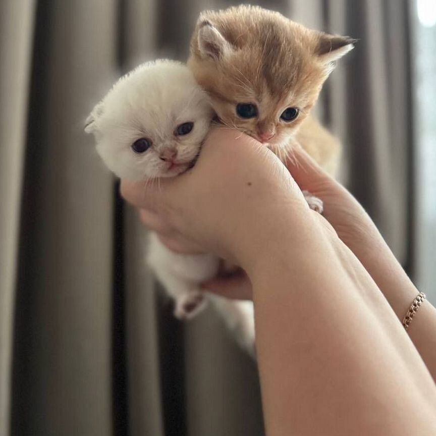 Котики и кошечка