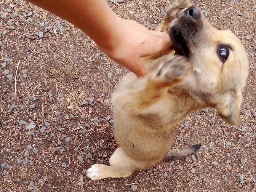 Собачка без клички