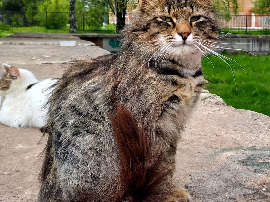 Невероятно красивый и ласковый сибирячок ищет дом