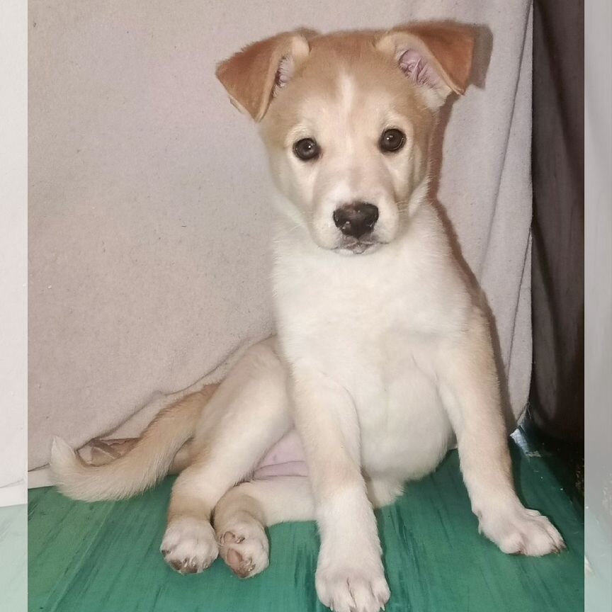 Щенок в добрые руки