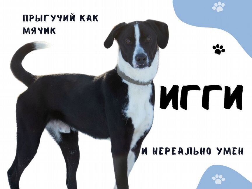 Хотите взять молодую собаку или щенка Бесплатно