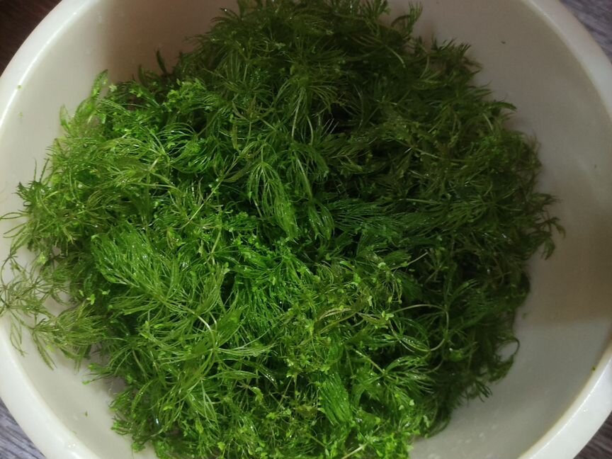 Аквариумные растения