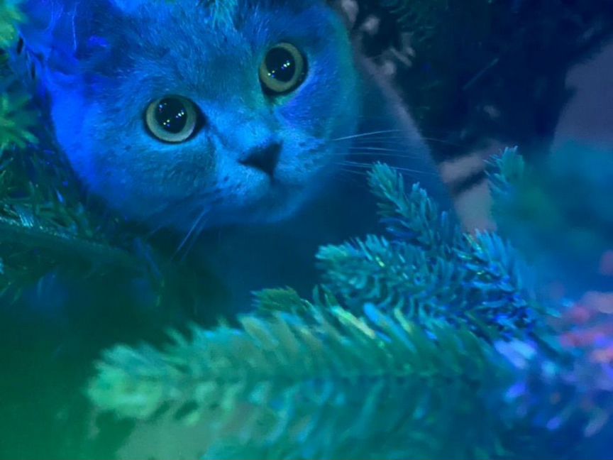 Британская кошка