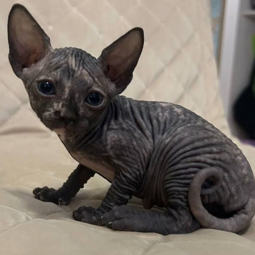 Канадский сфинкс котёнок
