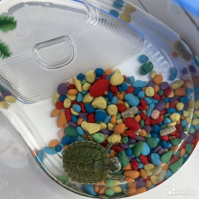 Черепашка маленькая