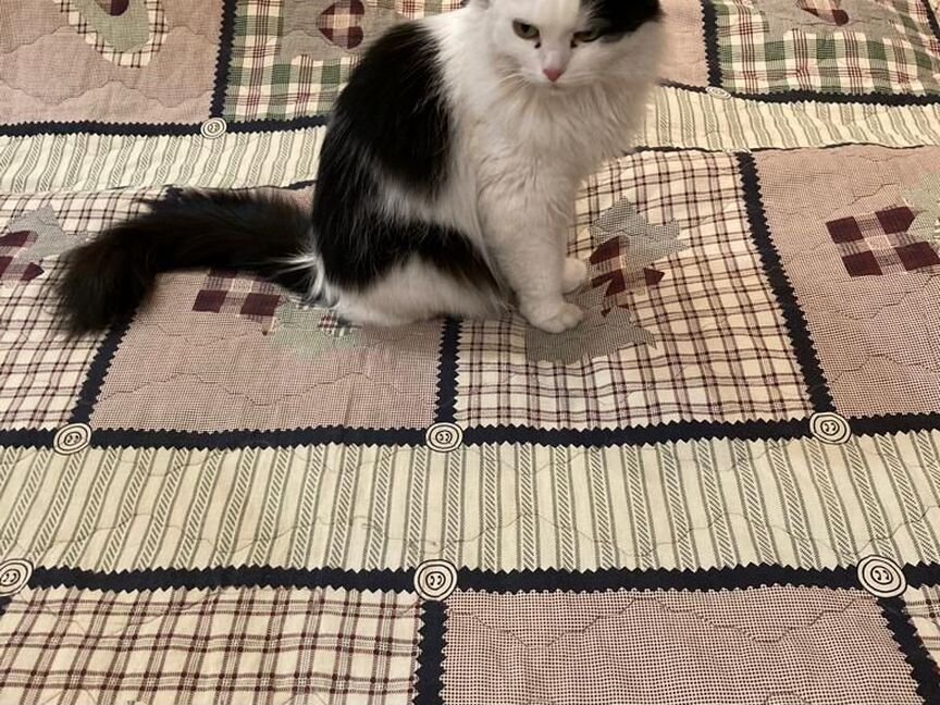 Кошка ищет дом