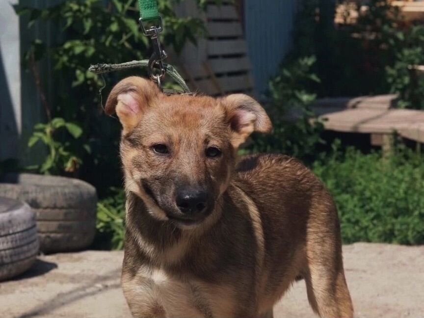 Щенок малинуа мальчик