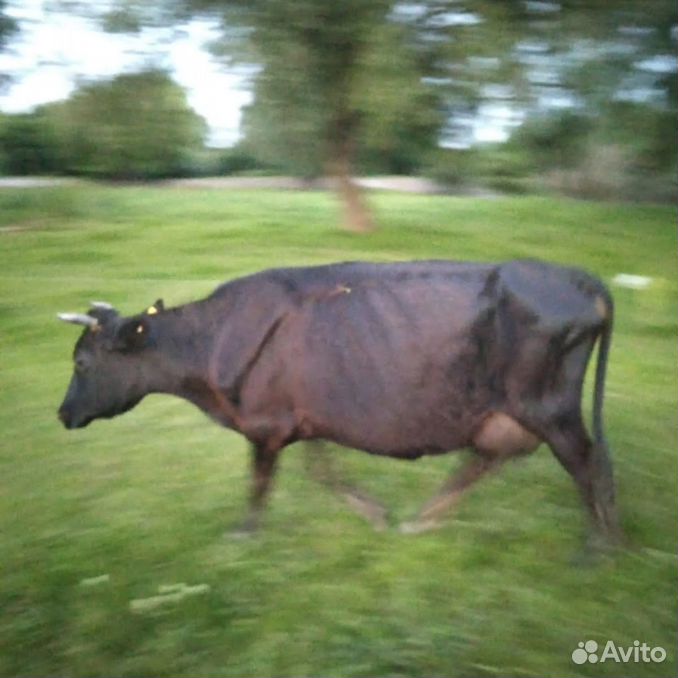 Корова на молоко.бык на племя