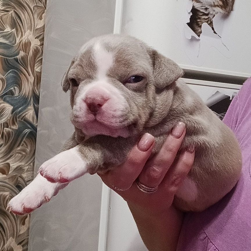 Американский булли покет