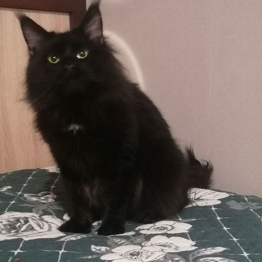 Мейн-кун, взрослый кот