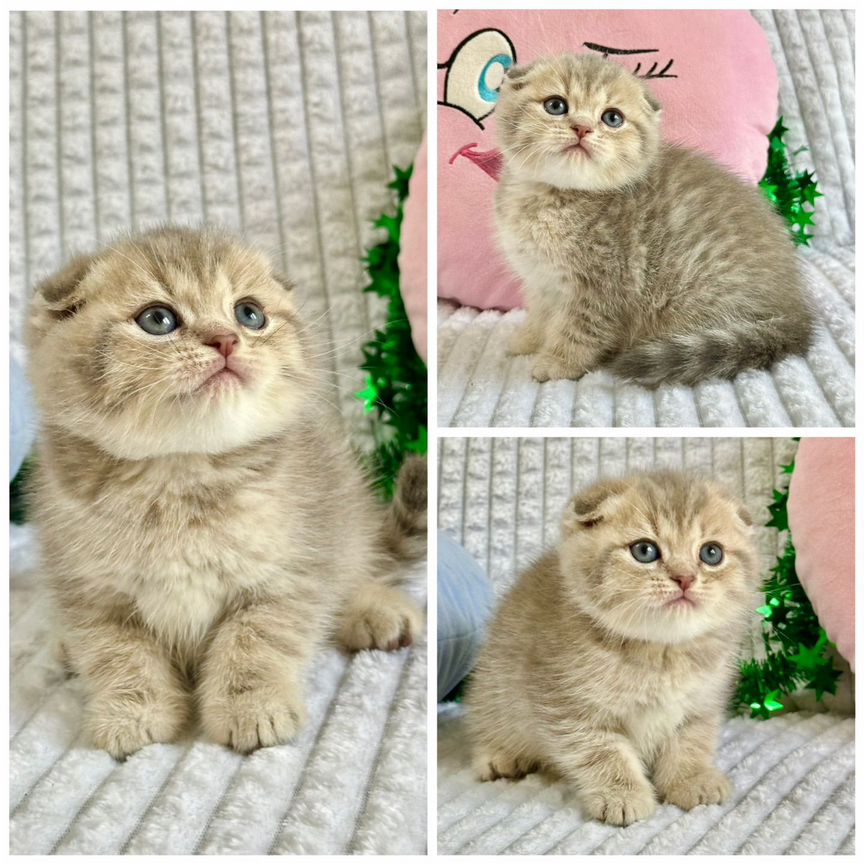 Шотландские котята
