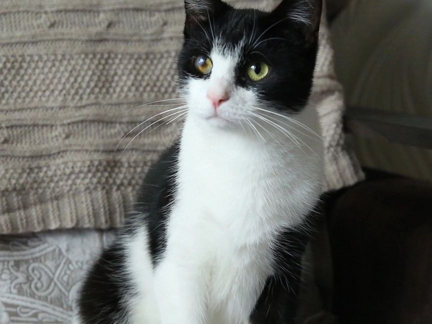 Пират и Руся