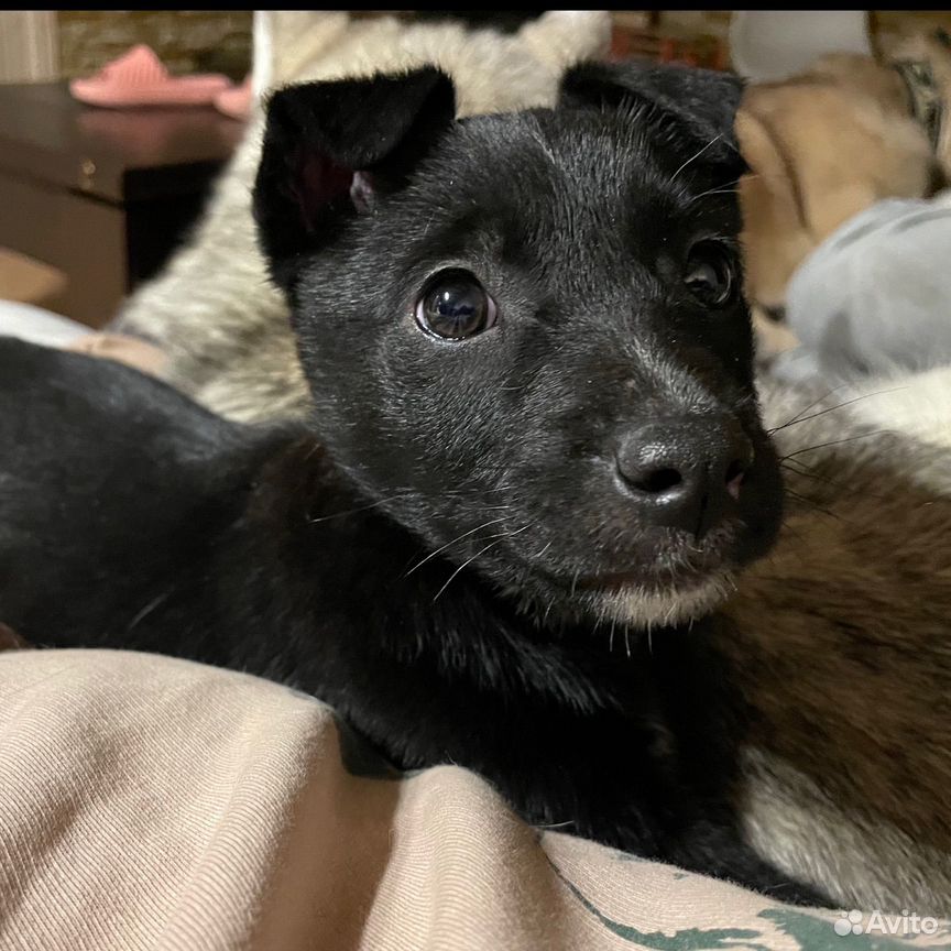 Щенок небольшой собаки в добрые руки