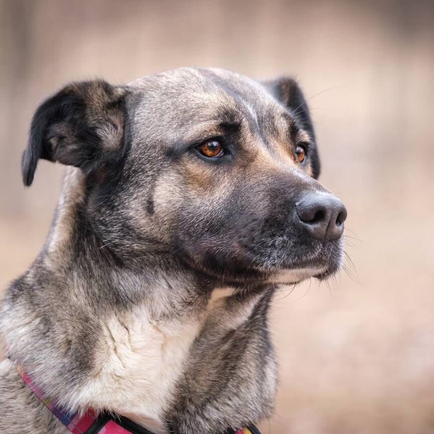 Собака в добрые руки. Герра ищет семью