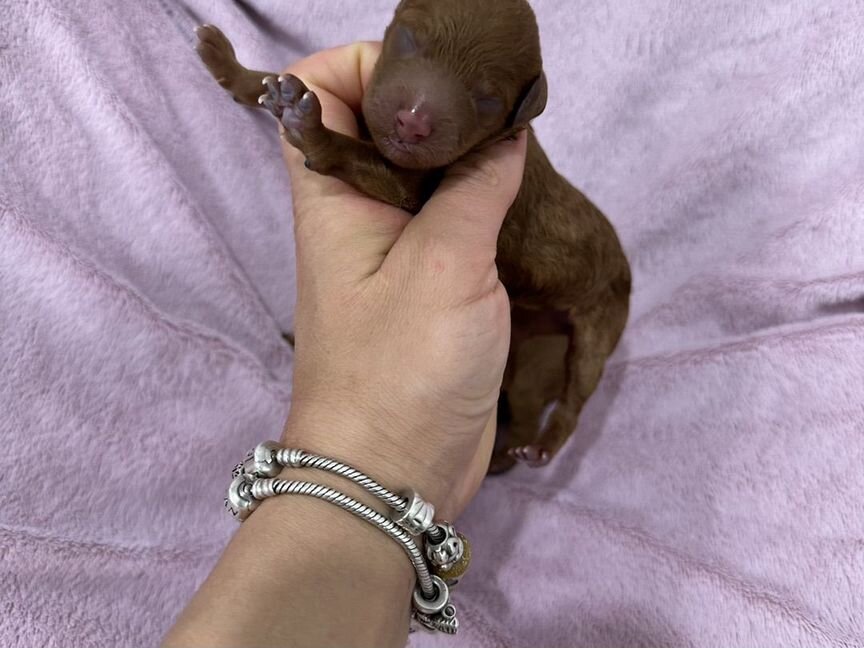 Щенки той пуделя бронь