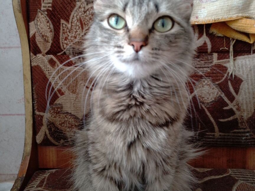 Отдам в добрые руки кошку и котят