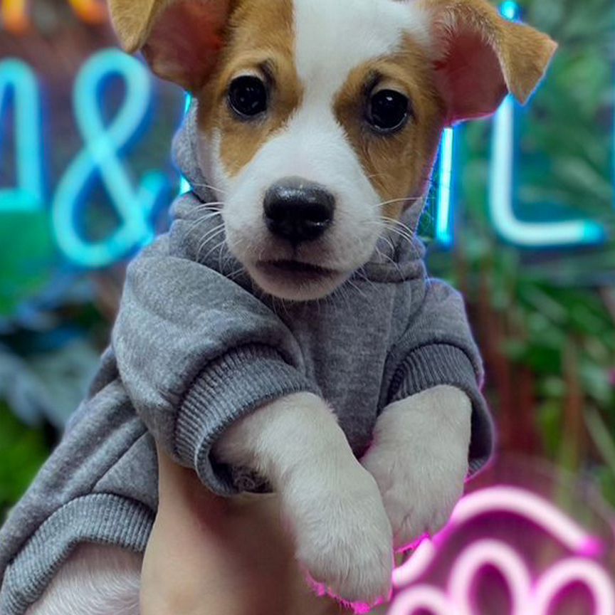 Джек-рассел-терьер, щенок