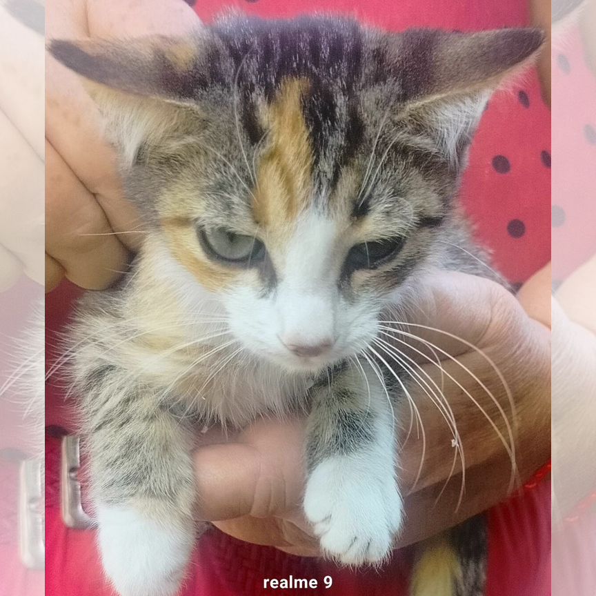 Котята