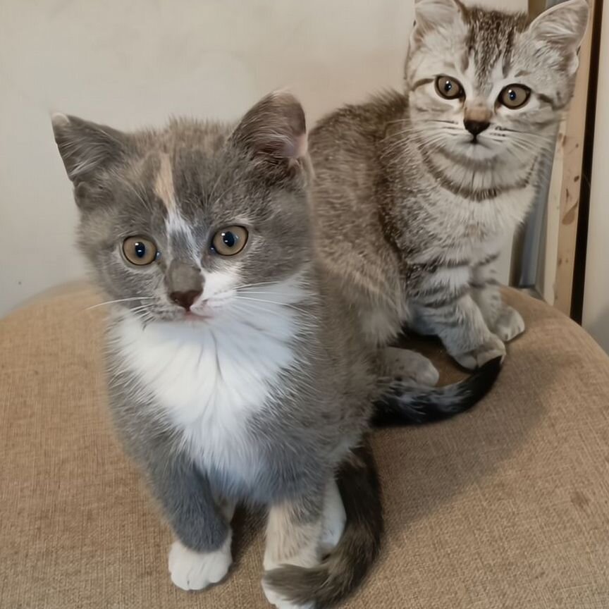 Британский короткошёрстный котёнок