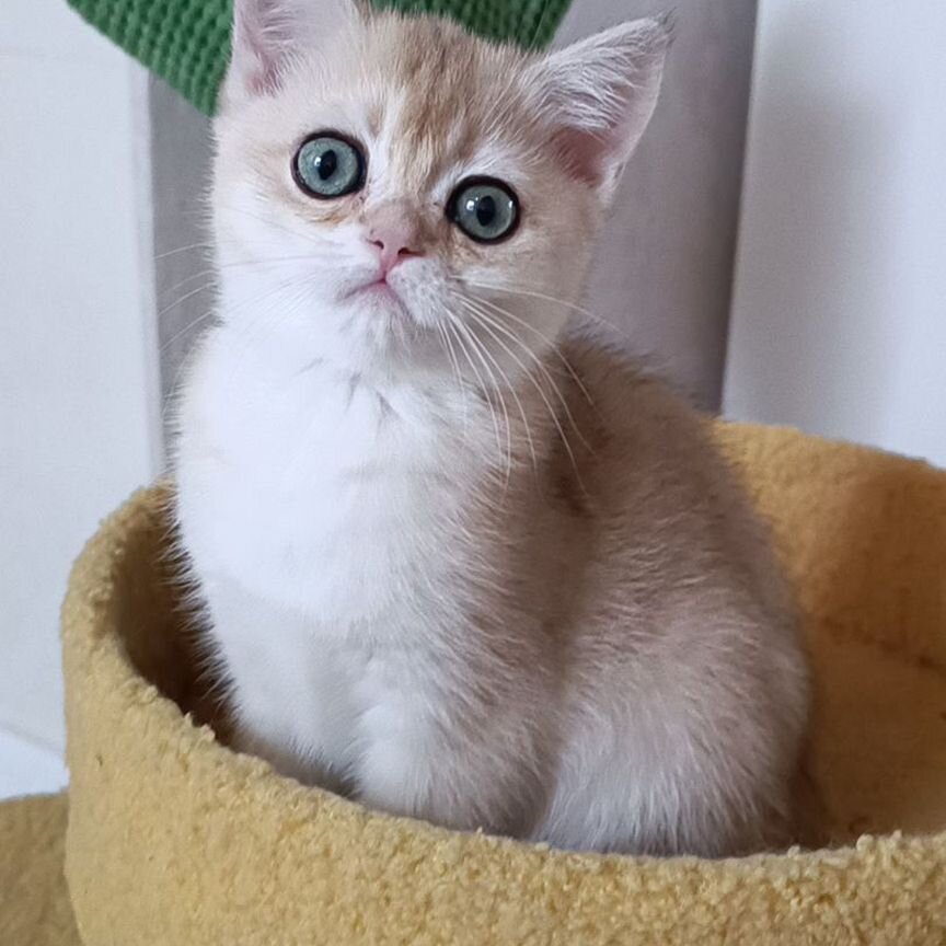 Британские котята шиншилла