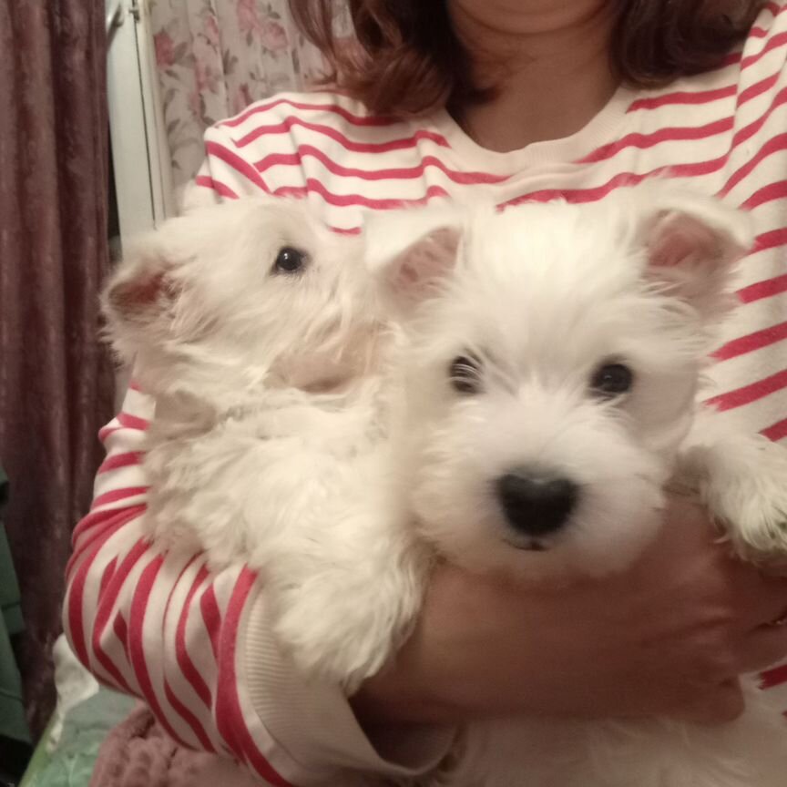 Щенки вестики