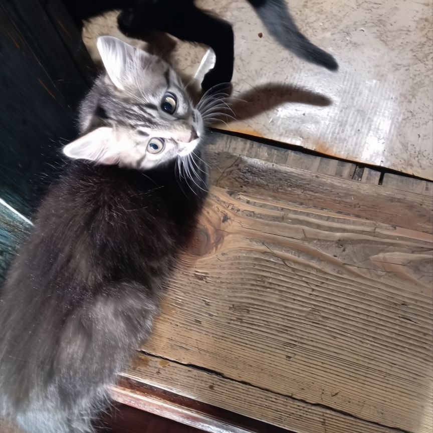 Котёнок в добрые руки