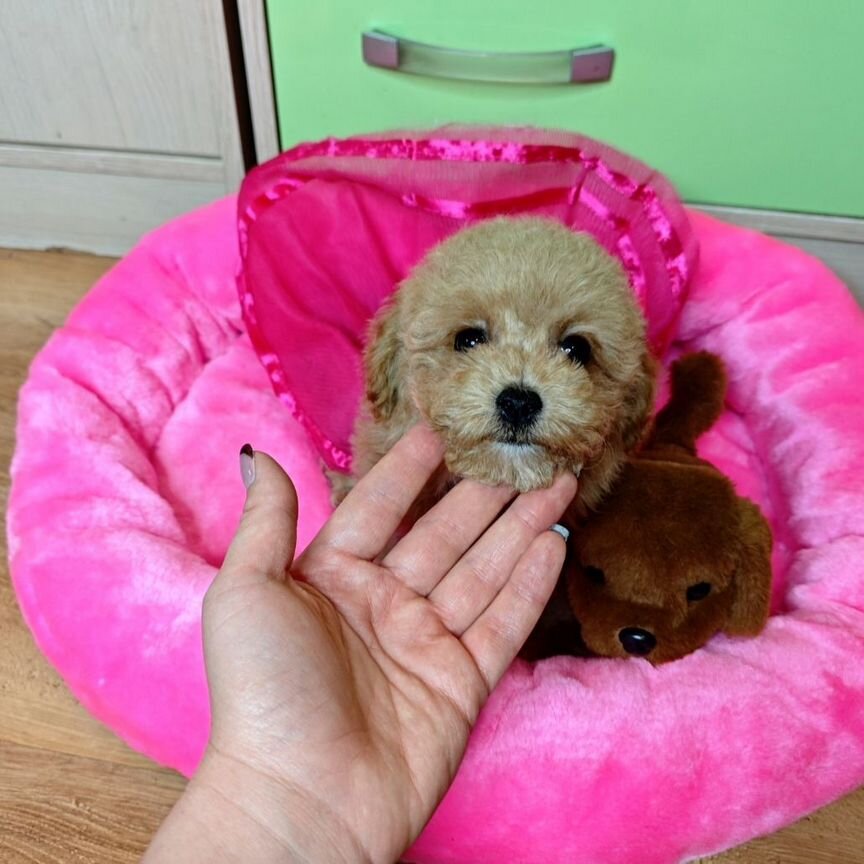 Мальтипу, щенок