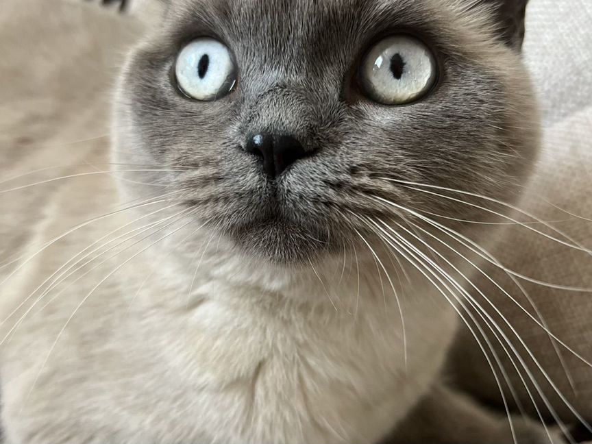 Шотландские прямоухие котята