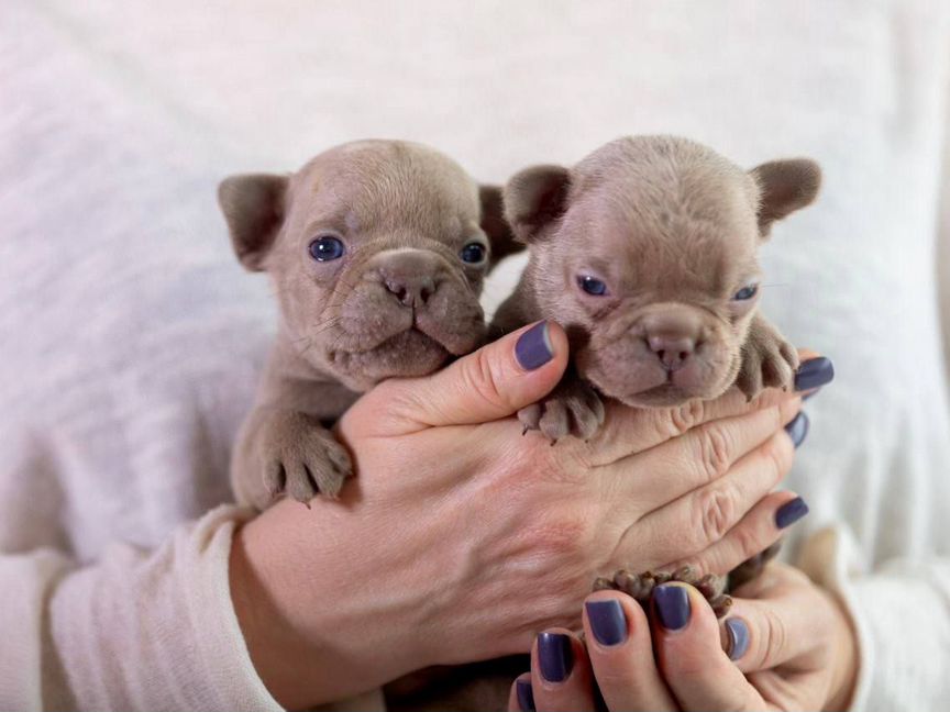 Французский бульдог щенки Изабелла
