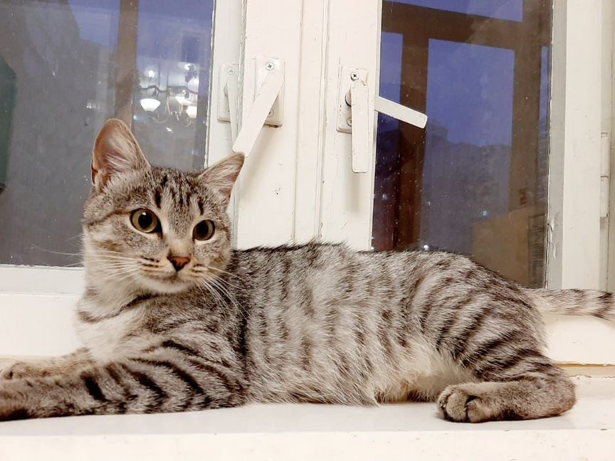 Молоденькая кошка Фифа ищет добрые руки