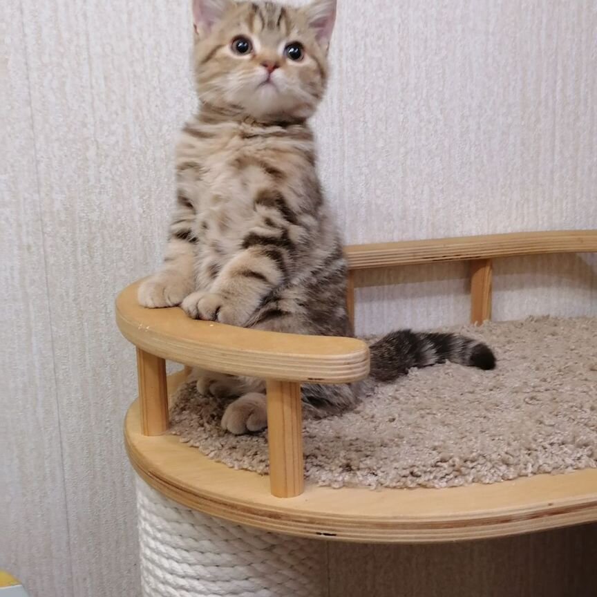 Британский короткошёрстный котёнок