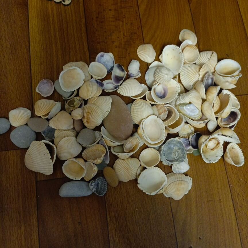 Ракушки морские