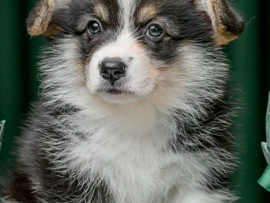 Корги пемброк РКФ