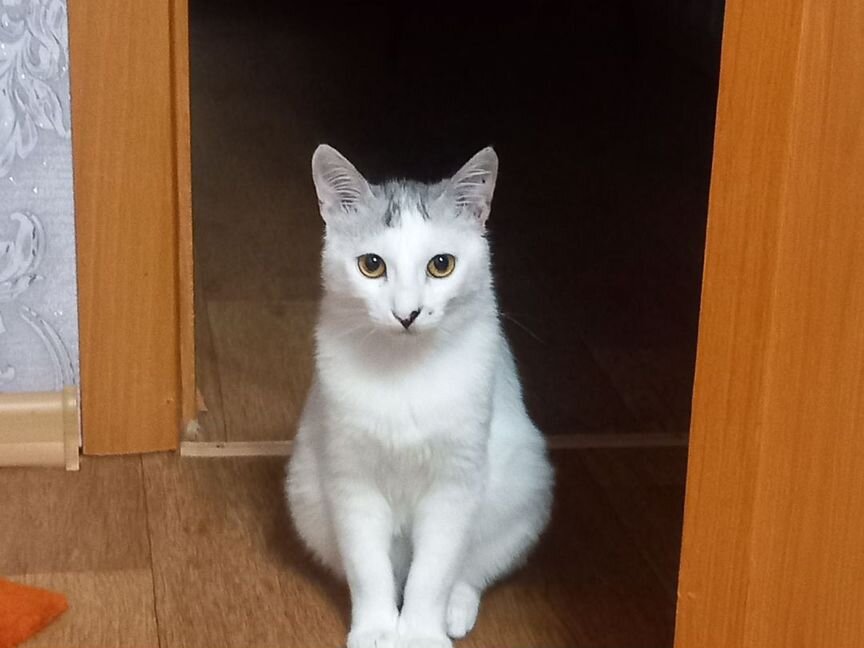 Котенок