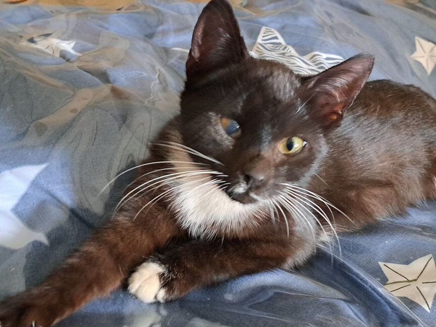 Котёнок мальчик 3.5 мес. Замороженный на дереве