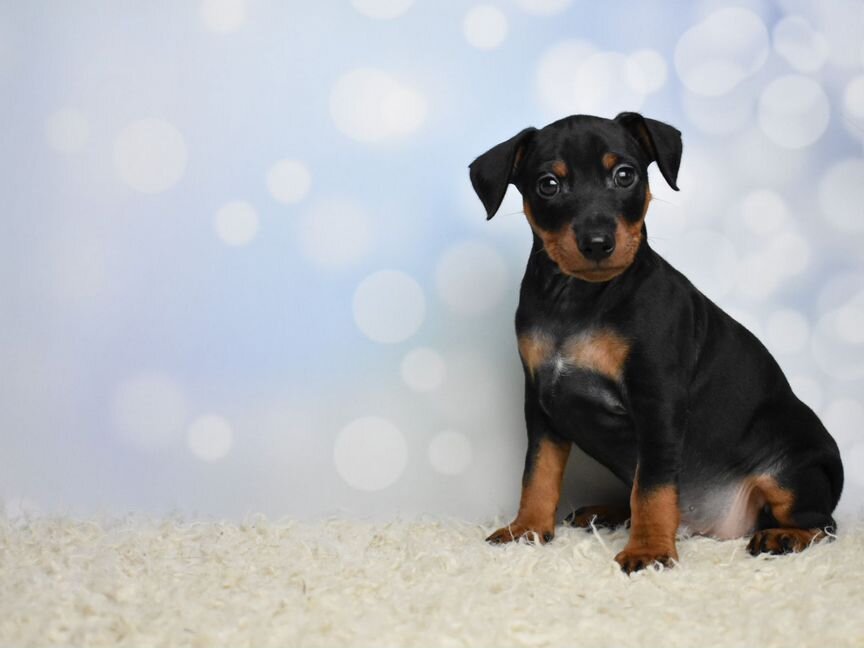 Щенки цвергпинчера