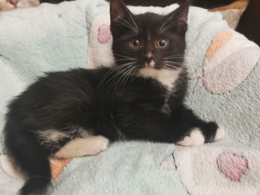 Плюшевый 1,5 месячный малыш