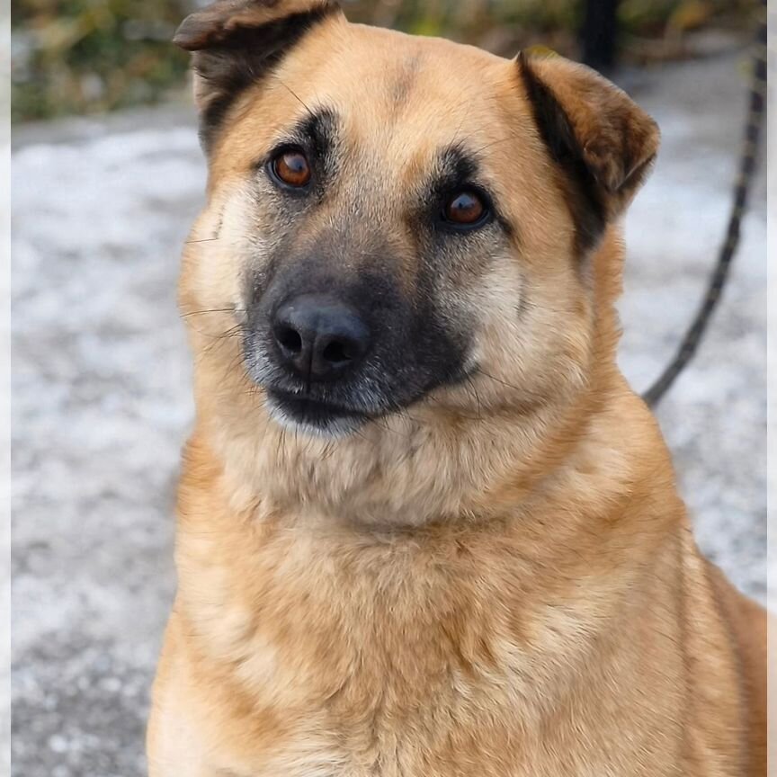 Взрослая собака в добрые руки