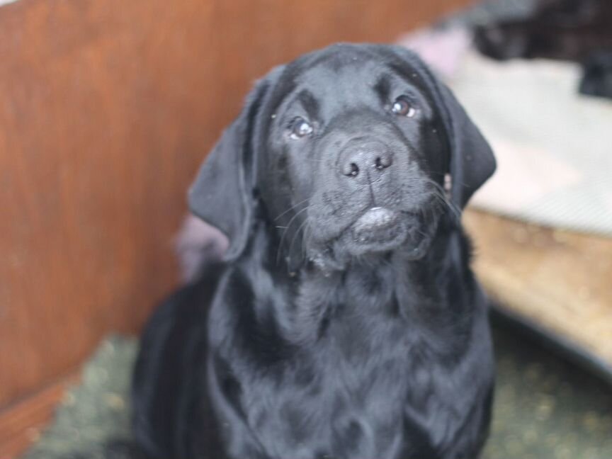 Лабрадор от родителей с тестами