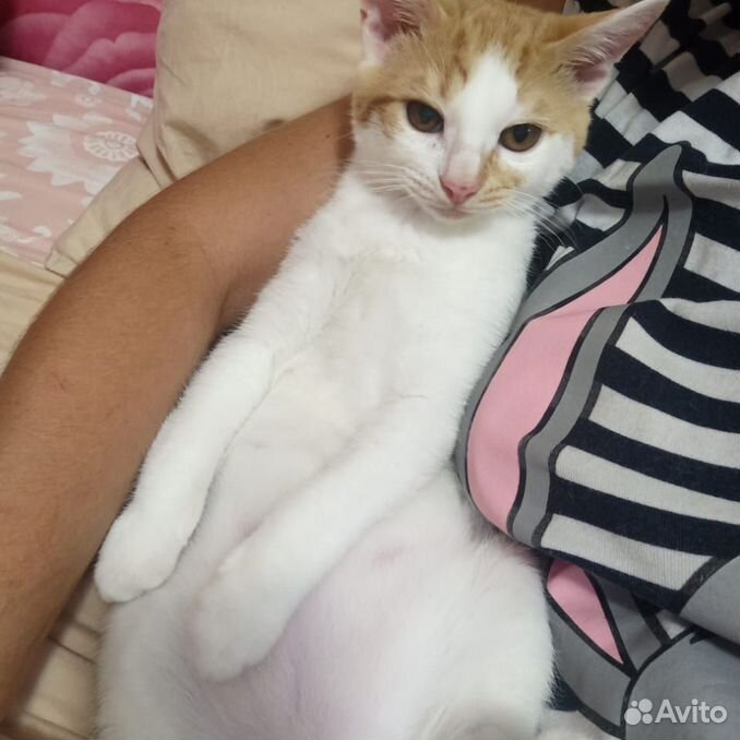 Озорной и игривый котенок