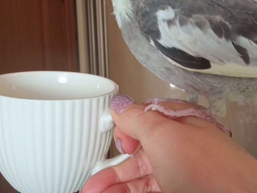 Попугай корелла, мальчик