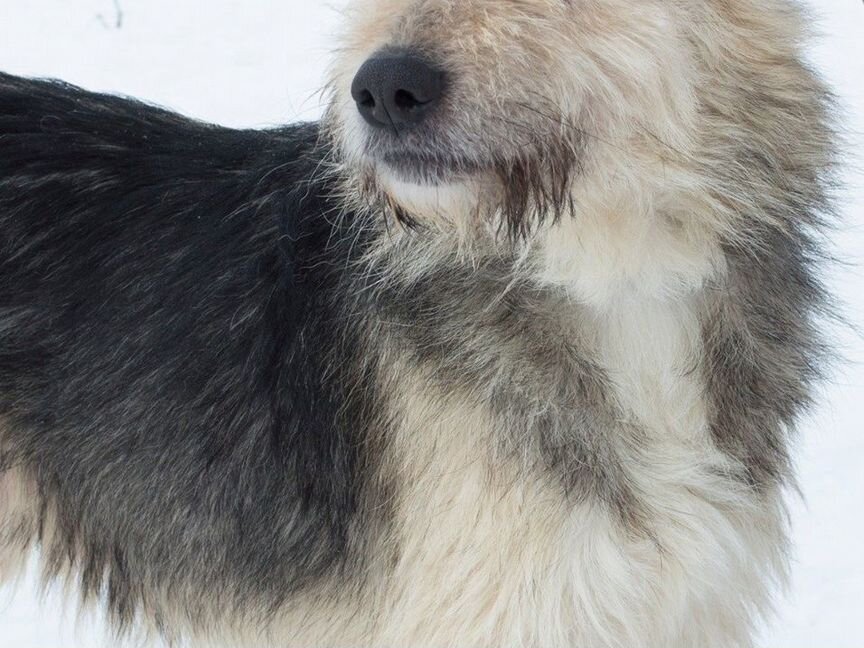 Пес в добрые руки