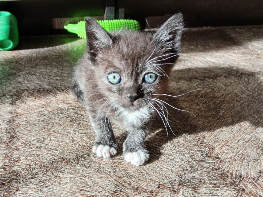 Котёнок в добрые руки