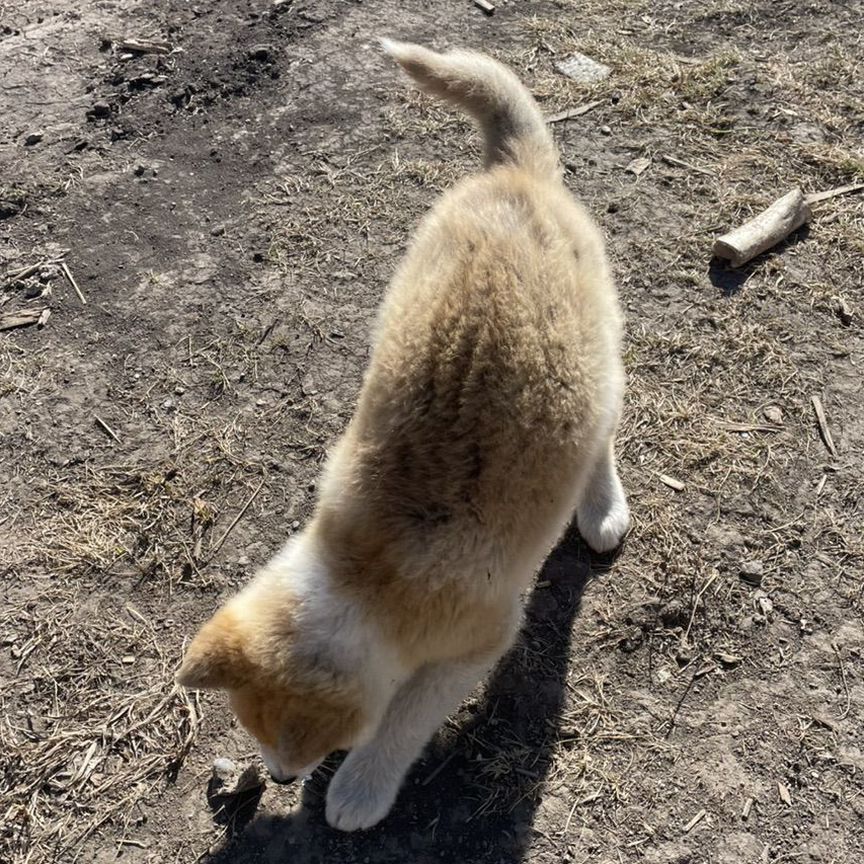 Акита-ину, щенок