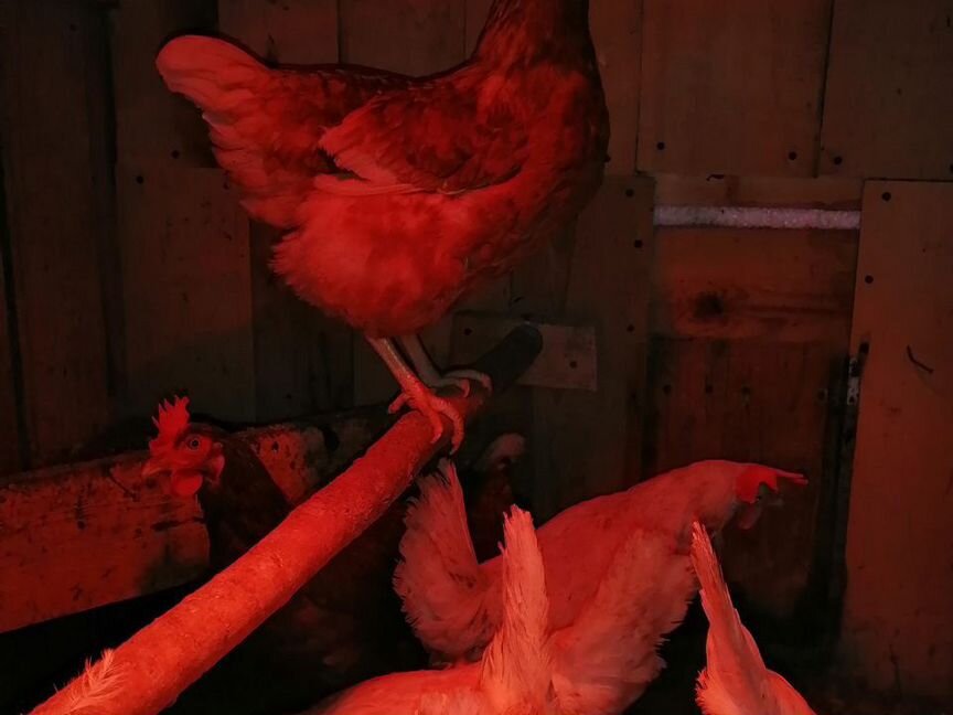 Куры несушки продам